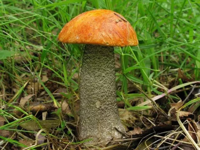 Boletus၊ အပင်ပေါက်၊ aspen အပင်များအောက်တွင်၊ အဘယ်အပူချိန်၊ မည်သည့်နေရာတွင်စုဆောင်းသည် 6838_24