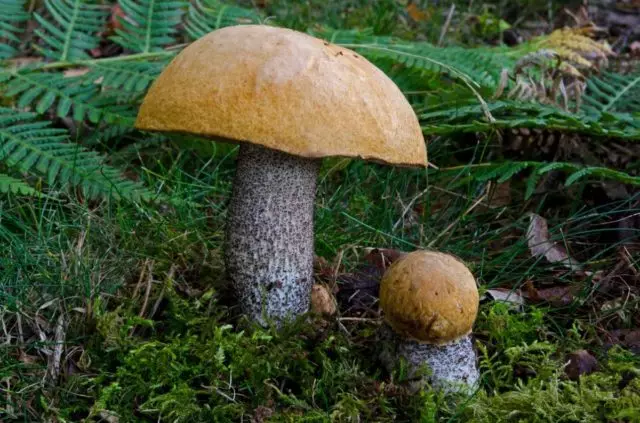 Boletus၊ အပင်ပေါက်၊ aspen အပင်များအောက်တွင်၊ အဘယ်အပူချိန်၊ မည်သည့်နေရာတွင်စုဆောင်းသည် 6838_3