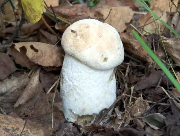 Boletus၊ အပင်ပေါက်၊ aspen အပင်များအောက်တွင်၊ အဘယ်အပူချိန်၊ မည်သည့်နေရာတွင်စုဆောင်းသည် 6838_4