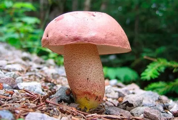 Boletus၊ အပင်ပေါက်၊ aspen အပင်များအောက်တွင်၊ အဘယ်အပူချိန်၊ မည်သည့်နေရာတွင်စုဆောင်းသည် 6838_5