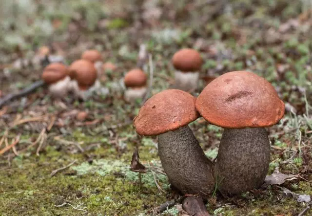 Boletus၊ အပင်ပေါက်၊ aspen အပင်များအောက်တွင်၊ အဘယ်အပူချိန်၊ မည်သည့်နေရာတွင်စုဆောင်းသည် 6838_6