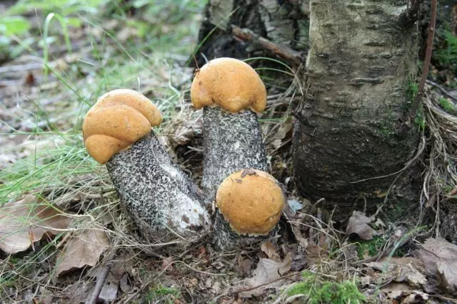 Boletus၊ အပင်ပေါက်၊ aspen အပင်များအောက်တွင်၊ အဘယ်အပူချိန်၊ မည်သည့်နေရာတွင်စုဆောင်းသည် 6838_9