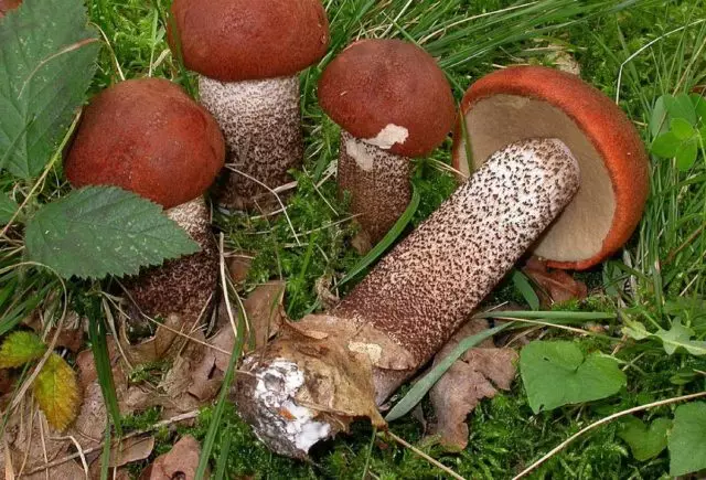 Boletus ek: är det möjligt att äta, var det växer, hur det ser ut, insamlingsregler, foto 6839_2