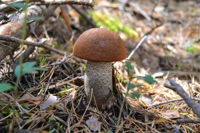 Boletus ek: är det möjligt att äta, var det växer, hur det ser ut, insamlingsregler, foto 6839_3