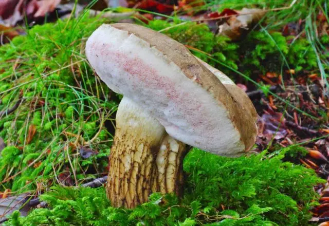 Boletus ek: är det möjligt att äta, var det växer, hur det ser ut, insamlingsregler, foto 6839_4