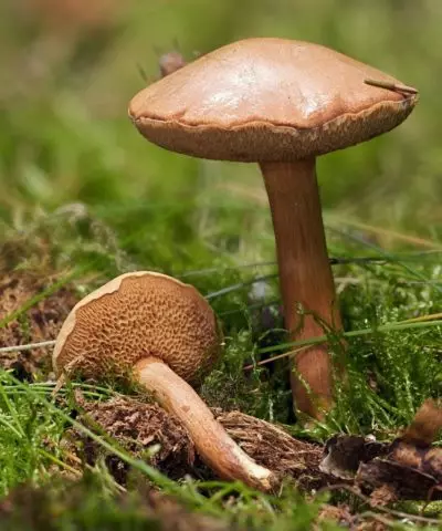 Boletus ek: är det möjligt att äta, var det växer, hur det ser ut, insamlingsregler, foto 6839_5