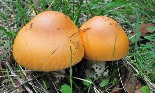 藏紅花浮子（藏紅花、藏紅花推進器、鵝膏菌）：它的外觀、生長地點和方式，可食用與否 6854_2