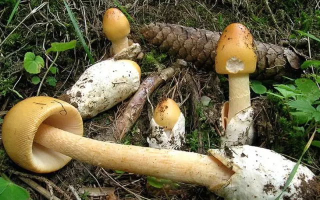 藏紅花浮子（藏紅花、藏紅花推進器、鵝膏菌）：它的外觀、生長地點和方式，可食用與否 6854_3