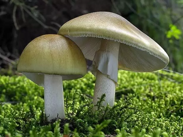 藏紅花浮子（藏紅花、藏紅花推進器、鵝膏菌）：它的外觀、生長地點和方式，可食用與否 6854_4