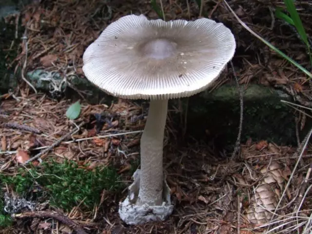 藏紅花浮子（藏紅花、藏紅花推進器、鵝膏菌）：它的外觀、生長地點和方式，可食用與否 6854_7