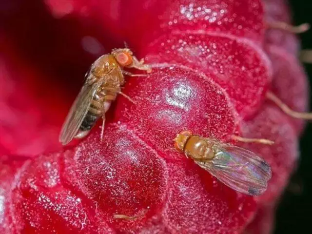 Fly raspberry: langkah-langkah kontrol, foto, kaya apa rupane 6855_1