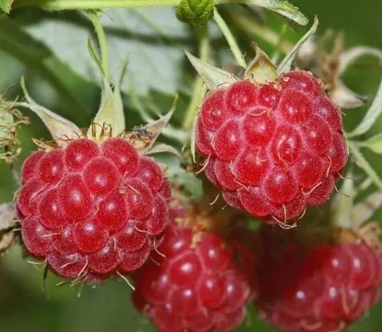 Fly raspberry: langkah-langkah kontrol, foto, kaya apa rupane 6855_10