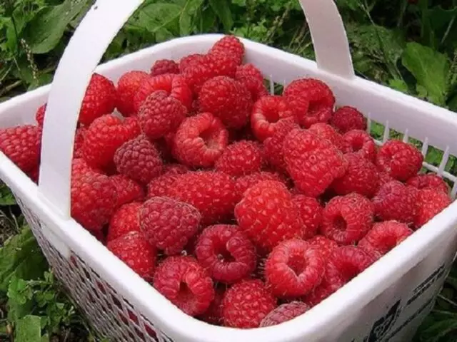 Ho fofa ha raspberry: mehato ea taolo, foto, hore na e shebahala joang 6855_11