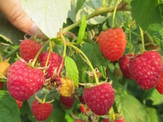 Fly raspberry: langkah-langkah kontrol, foto, kaya apa rupane 6855_12