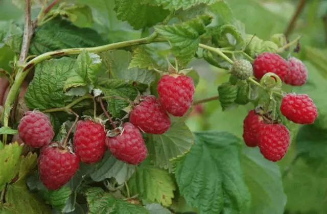 Ho fofa ha raspberry: mehato ea taolo, foto, hore na e shebahala joang 6855_13