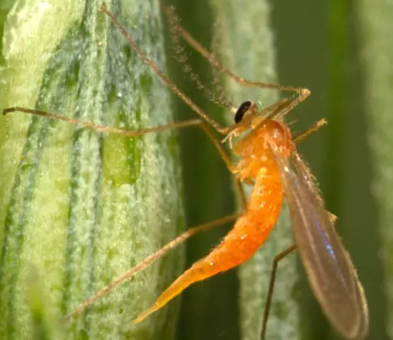 Stem gall midge บนราสเบอร์รี่: วิธีต่อสู้, ภาพถ่าย, วิธีการประมวลผล, มันคืออะไร 6856_1