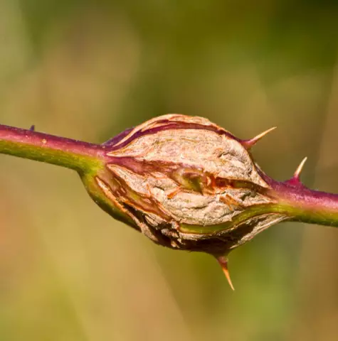 Stem gall midge บนราสเบอร์รี่: วิธีต่อสู้, ภาพถ่าย, วิธีการประมวลผล, มันคืออะไร 6856_2