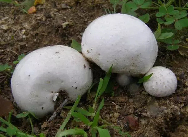 Kanat kurşun grisi: neye benziyor, nerede büyüyor, bir fotoğraf, yemek mümkün mü 6858_11