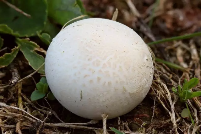 ফ্ল্যাপটি সীসা-ধূসর: এটি দেখতে কেমন, এটি কোথায় বৃদ্ধি পায়, একটি ছবি, এটি খাওয়া সম্ভব 6858_12