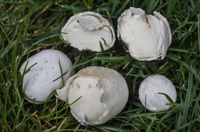 قاپاق قوغۇشۇن كۈلرەڭ: ئۇنىڭ قانداق بولۇشى ، قەيەردە ئۆسۈشى ، سۈرىتى ، يېيىشكە بولامدۇ؟ 6858_2