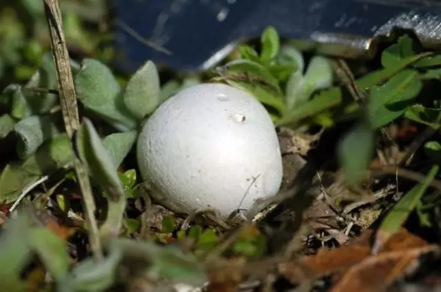 ফ্ল্যাপটি সীসা-ধূসর: এটি দেখতে কেমন, এটি কোথায় বৃদ্ধি পায়, একটি ছবি, এটি খাওয়া সম্ভব 6858_6