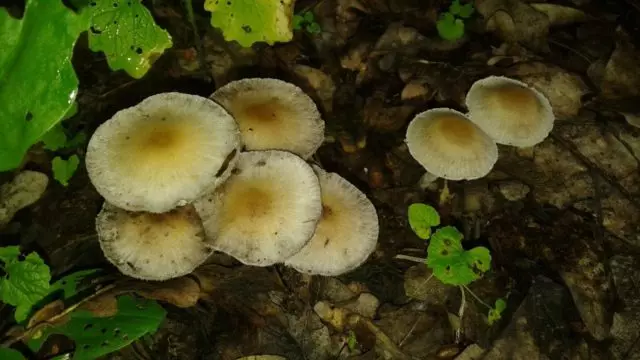 Psatirella Candolla: dove cresce, che aspetto ha, una foto, si può mangiare 6868_1