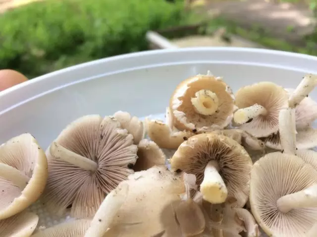 Psatirella Candolla: அது எங்கு வளர்கிறது, அது எப்படி இருக்கிறது, ஒரு புகைப்படம், சாப்பிட முடியுமா? 6868_2