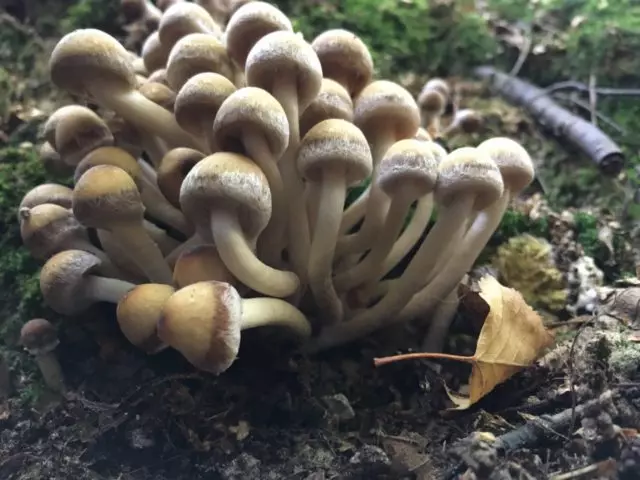 Psatirella Candolla: waar het groeit, hoe het eruit ziet, een foto, is het mogelijk om te eten 6868_4