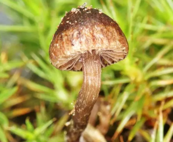 Psilocybe Montana (Psilocybe уул, Psilocybe montana): хэрхэн харагддаг, хаана, хэрхэн ургадаг, идэж болох уу 6869_1