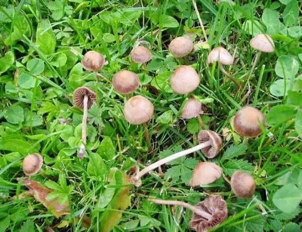 Psilocybe Montana (Psilocybe ପର୍ବତ, Psilocybe montana): ଏହା କିପରି ଦେଖାଯାଏ, କେଉଁଠାରେ ଏବଂ କିପରି ବ ows େ, ଭୋଜନ ଯୋଗ୍ୟ କି ନୁହେଁ | 6869_10