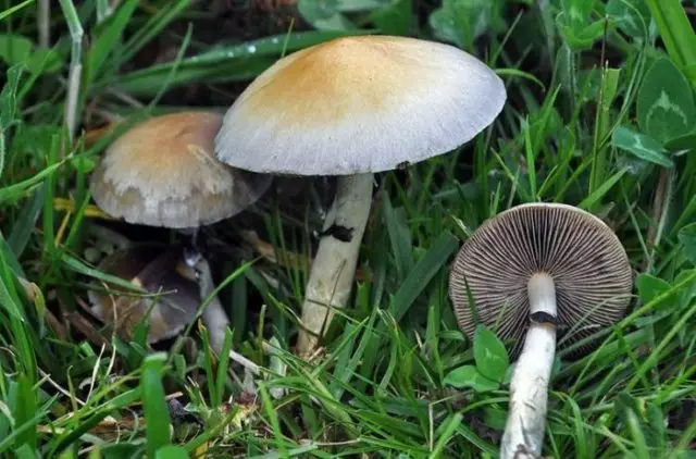 Psilocybe Montana (Psilocybe ପର୍ବତ, Psilocybe montana): ଏହା କିପରି ଦେଖାଯାଏ, କେଉଁଠାରେ ଏବଂ କିପରି ବ ows େ, ଭୋଜନ ଯୋଗ୍ୟ କି ନୁହେଁ | 6869_11