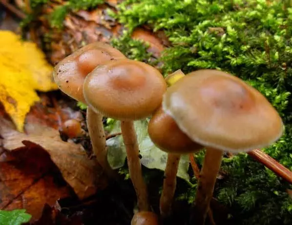 Psilocybe Montana (Psilocybe mountain, Psilocybe montana): jak wygląda, gdzie i jak rośnie, jadalne czy nie 6869_19