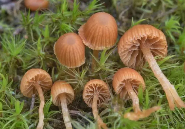 Psilocybe Montana (Psilocybe dagy, Psilocybe montana): görnüşi, nirede we nähili ösýändigi, iýip bolýan ýa-da ýok 6869_3