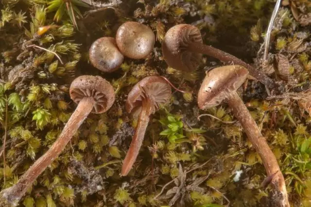 Psilocybe Montana (Psilocybe Mountain, Psilocybe montana): cómo se ve, dónde y cómo crece, comestible o no 6869_4