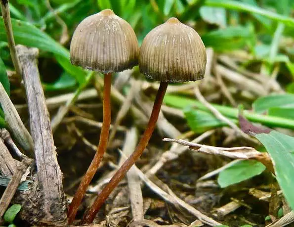 Psilocybe Montana (Umusozi wa Psilocybe, Psilocybe montana): uko isa, aho nuburyo ikura, biribwa cyangwa bitaribyo 6869_6