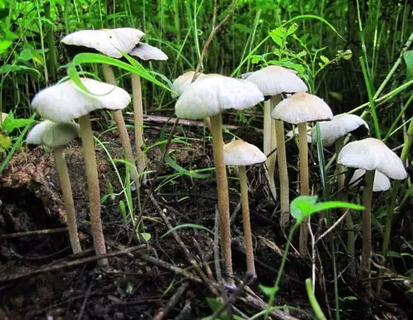 Psilocybe Montana (Psilocybe dagy, Psilocybe montana): görnüşi, nirede we nähili ösýändigi, iýip bolýan ýa-da ýok 6869_7