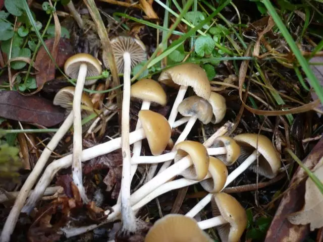 Psilocybe bohemica: kumaha rupana, dimana sareng kumaha tumuhna, naha éta mangrupikeun supa atanapi henteu 6870_7