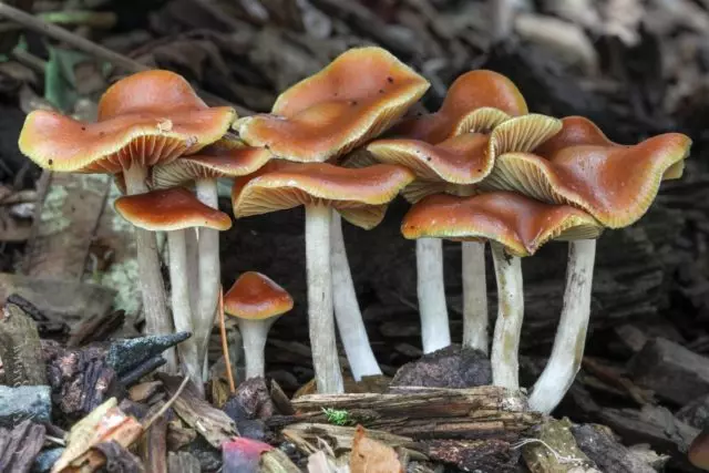 Psilocybe modrá (Psilocybe cyanescens): jak vypadá, kde roste v Rusku, ať už je jedlá nebo ne, co je nebezpečné 6872_1