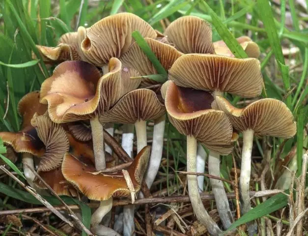 Psilocybe ନୀଳ (Psilocybe cyanescens): ଏହା କିପରି ଦେଖାଯାଏ, Russia ଷରେ ଏହା ବ ows େ, ଖାଇବା ଯୋଗ୍ୟ କି ନୁହେଁ, କ’ଣ ବିପଜ୍ଜନକ | 6872_3