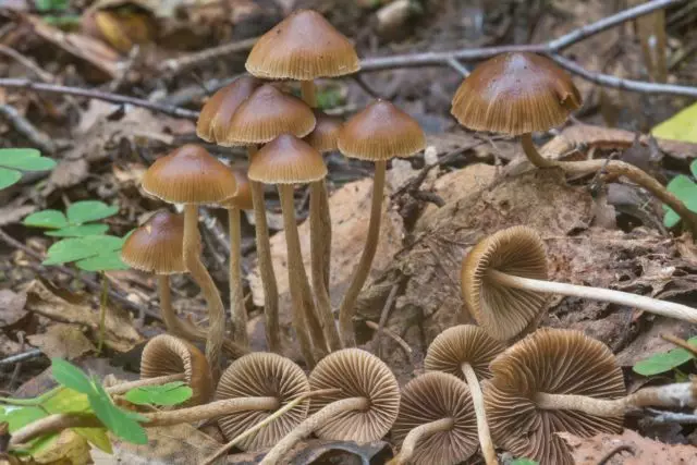 Psilocybe ନୀଳ (Psilocybe cyanescens): ଏହା କିପରି ଦେଖାଯାଏ, Russia ଷରେ ଏହା ବ ows େ, ଖାଇବା ଯୋଗ୍ୟ କି ନୁହେଁ, କ’ଣ ବିପଜ୍ଜନକ | 6872_4