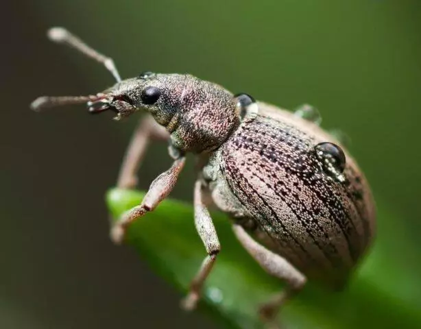 Escarabajo de la flor (gorgojo) en un manzano: métodos de lucha en primavera, después de la floración, foto, cómo se ve 6877_1