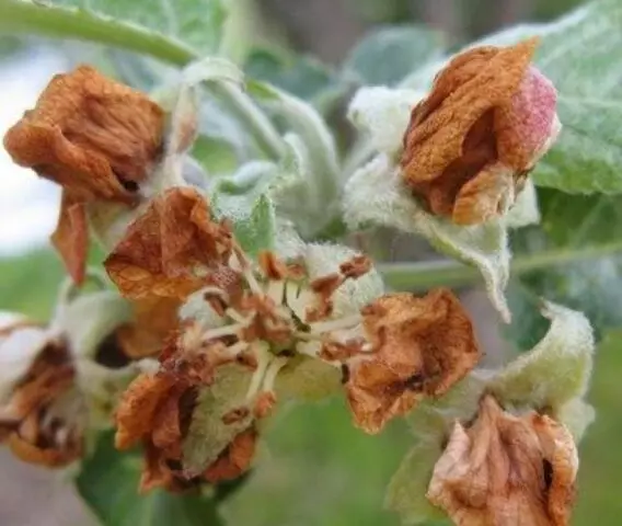 Besouro da flor (gorgulho) em uma macieira: métodos de luta na primavera, após a floração, foto, como é 6877_3