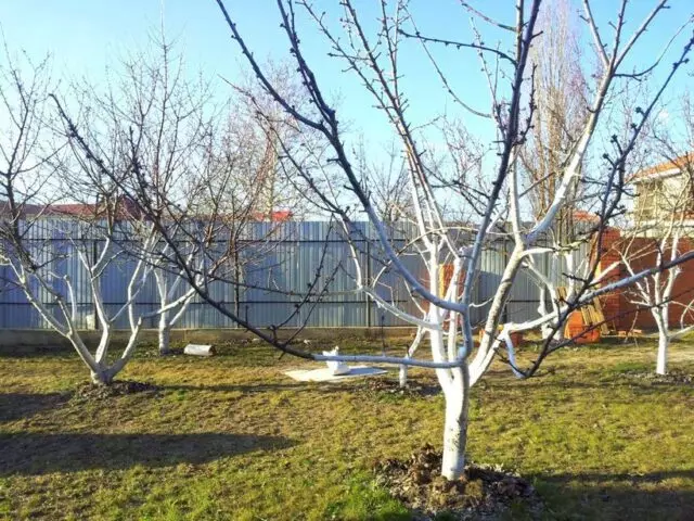 Chrząszcz kwiatowy (ryjkowiec) na jabłoni: metody walki na wiosnę, po kwitnieniu, zdjęcie, jak to wygląda 6877_4