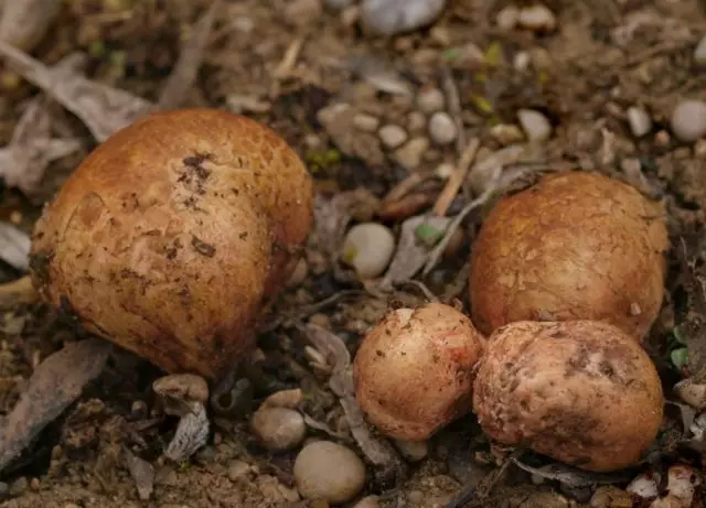 Rizopogon rosato: che aspetto ha, dove cresce, si può mangiare, cucinando 6878_2