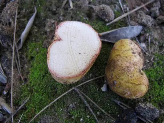 Rizopogon pinkish: kung ano ang hitsura nito, kung saan ito lumalaki, posible bang kainin ito, pagluluto 6878_3