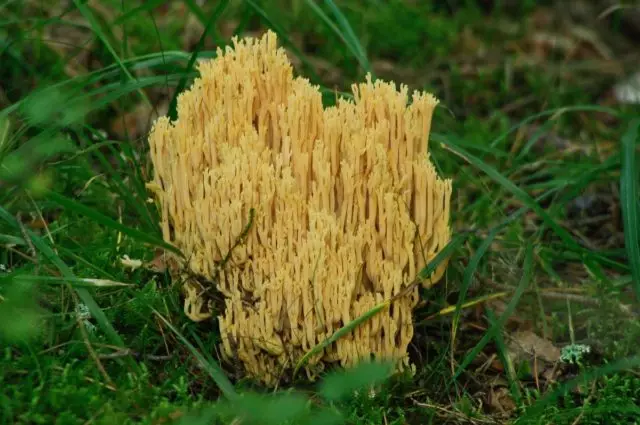 Horny yellow (Ramaria yellow): where it grows, what it looks like, is it possible to eat it, taste 6886_1