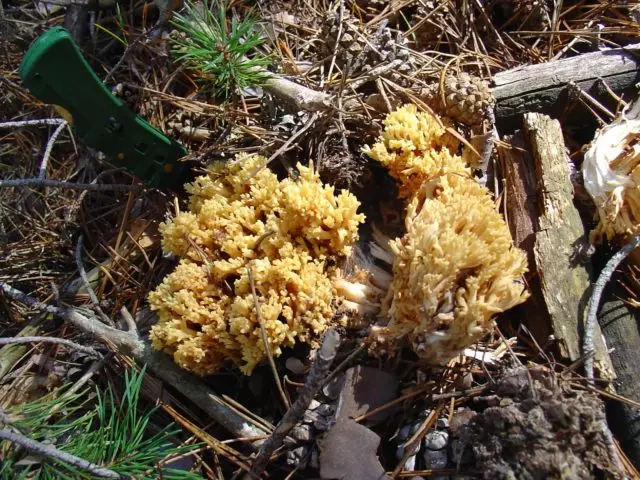 Amarillo córneo (amarillo de Ramaria): dónde crece, cómo se ve, es posible comerlo, saborear 6886_10