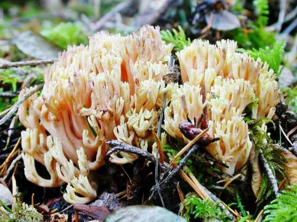 Amarelo tesão (amarelo ramaria): onde cresce, como fica, dá para comer, provar 6886_11