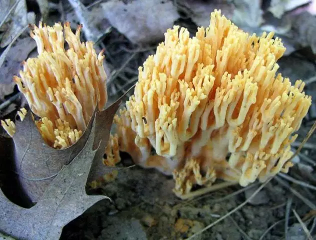 角質黃（Ramaria Yellow）：長在什麼地方，長什麼樣子，能不能吃，味道 6886_16