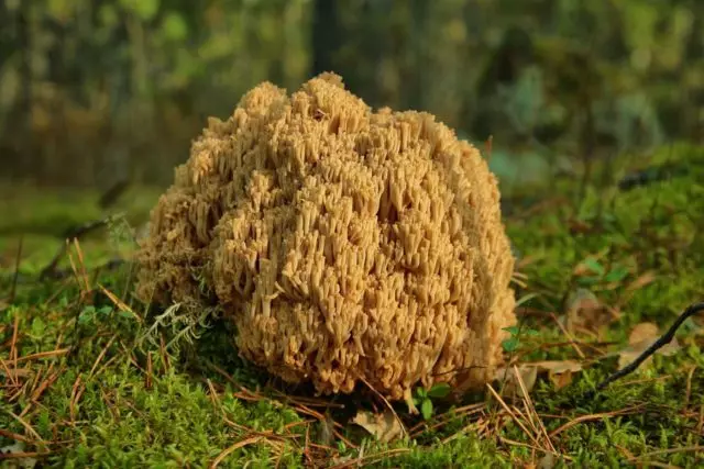 角質黃（Ramaria Yellow）：長在什麼地方，長什麼樣子，能不能吃，味道 6886_2